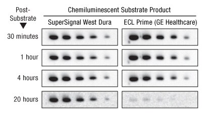 SuperSignal HRP 化学发光底物 | Thermo Fisher Scientific - CN