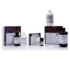 WB检测-Western Blot检测-WB试剂-赛默飞 | Thermo Fisher Scientific - CN