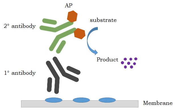 WB检测-Western Blot检测-WB试剂-赛默飞 | Thermo Fisher Scientific - CN