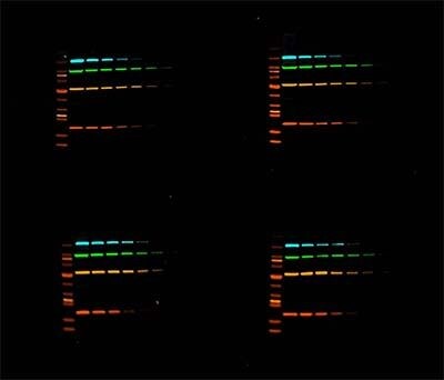 iBright 成像系统特点 | Thermo Fisher Scientific - CN