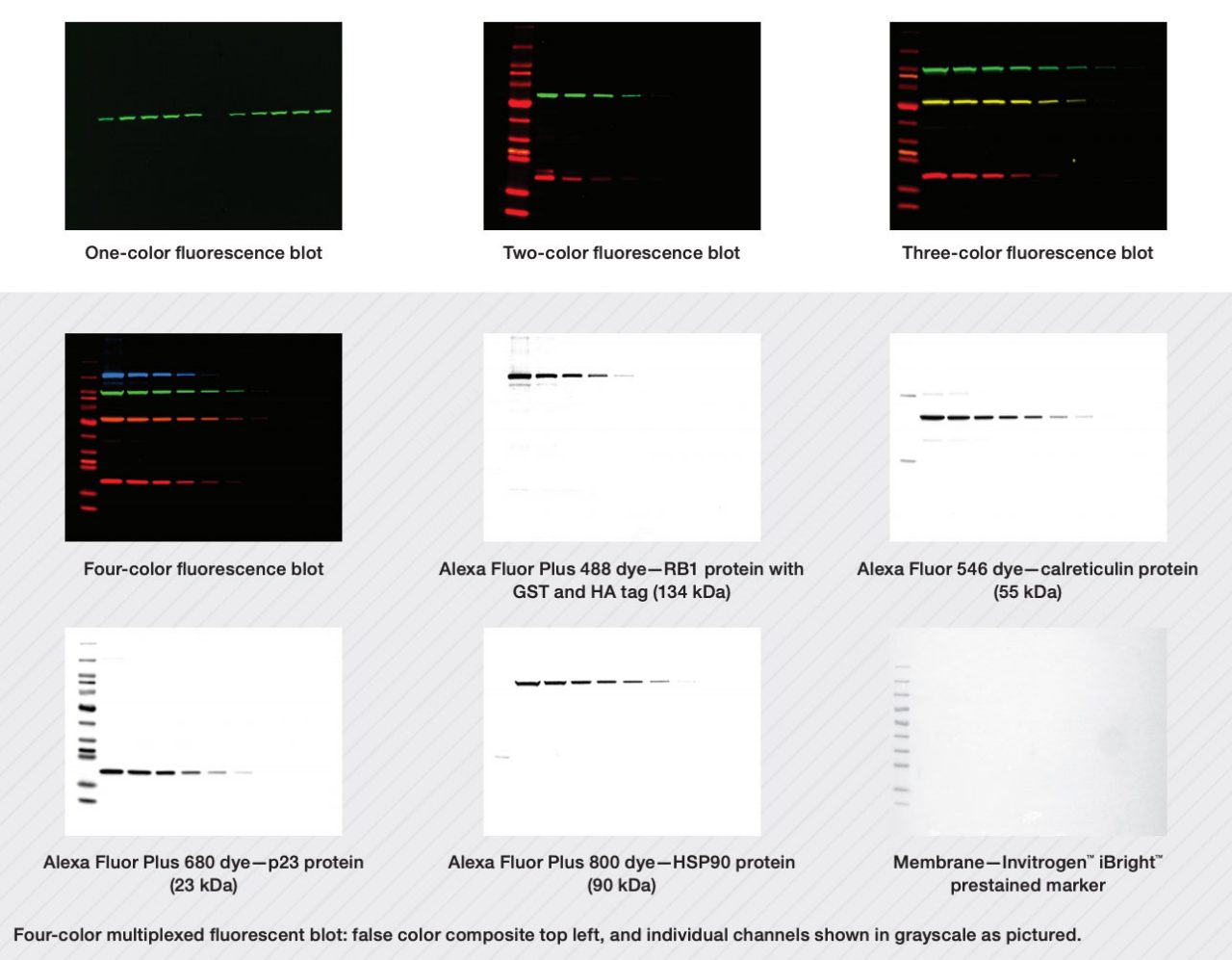 iBright 成像系统特点 | Thermo Fisher Scientific - CN