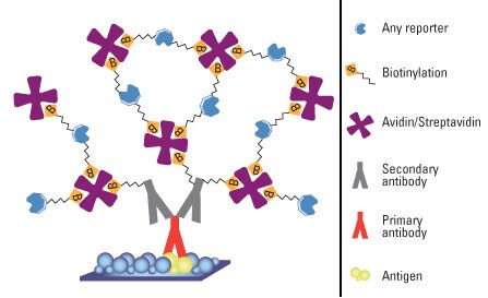Avidin-Biotin Complex Method for IHC Detection | Thermo Fisher ...