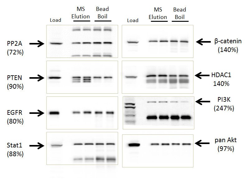 Avidin-Biotin Interaction | Thermo Fisher Scientific - CN