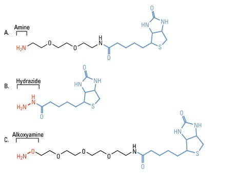 Biotinylation | Thermo Fisher Scientific - CN