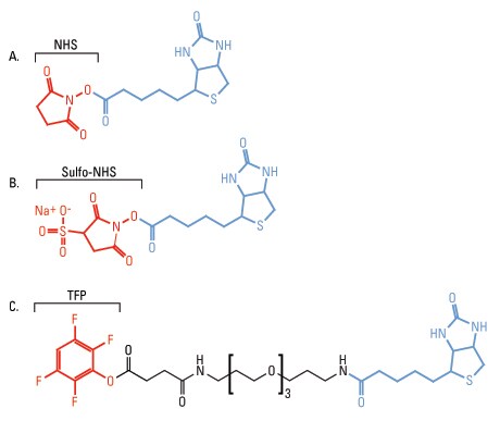 Biotinylation | Thermo Fisher Scientific - CN