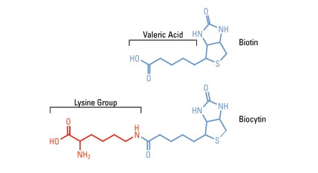 Biotinylation | Thermo Fisher Scientific - CN