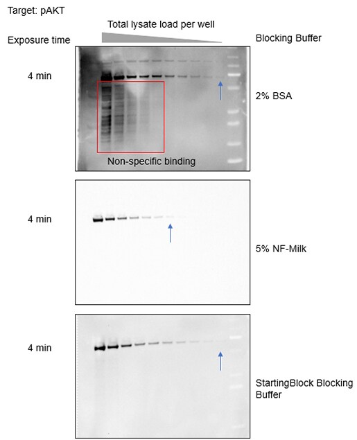 Blocking Buffers for Western Blot and ELISA | Thermo Fisher Scientific - CN