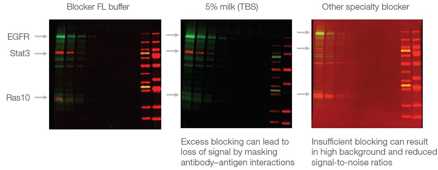 Blocking Buffers for Western Blot and ELISA | Thermo Fisher Scientific - CN