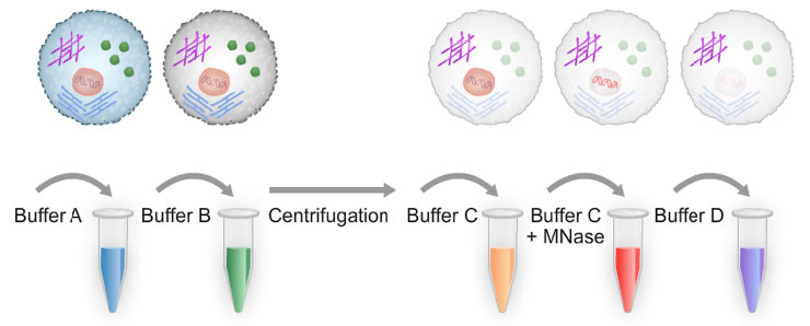 Overview of Cell Fractionation and Organelle Isolation | Thermo Fisher ...