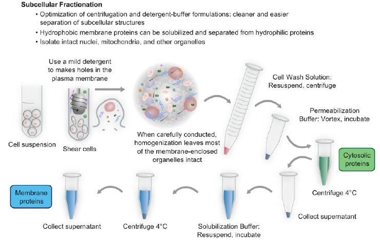 Cell Fractionation and Organelle Isolation | Thermo Fisher Scientific - CN