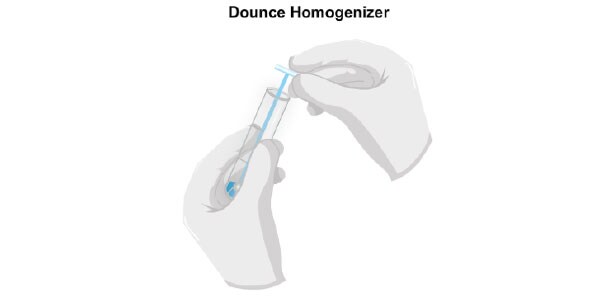Overview of Cell Fractionation and Organelle Isolation | Thermo Fisher ...