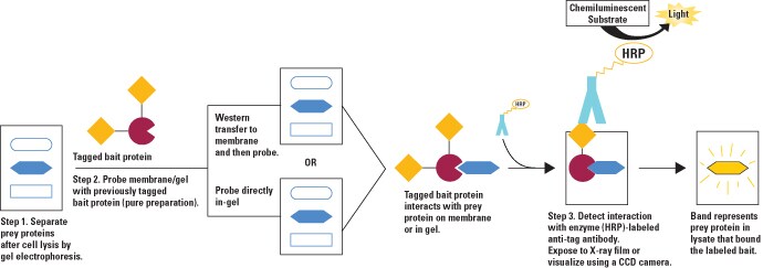 Chemiluminescent Western Blotting | Thermo Fisher Scientific - CN