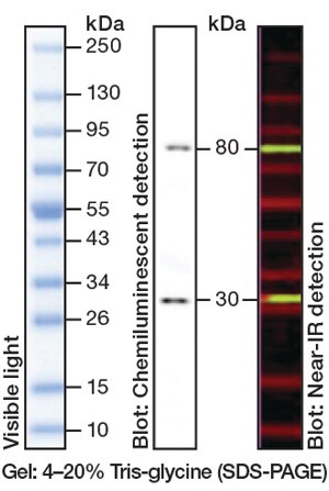 Chemiluminescent Western Blotting | Thermo Fisher Scientific - CN