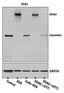 Chemistry of Crosslinking | Thermo Fisher Scientific - CN