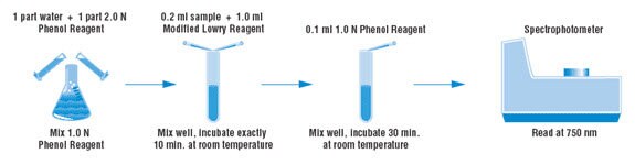 Chemistry of Protein Assays | Thermo Fisher Scientific - CN