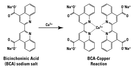 Chemistry of Protein Assays | Thermo Fisher Scientific - CN