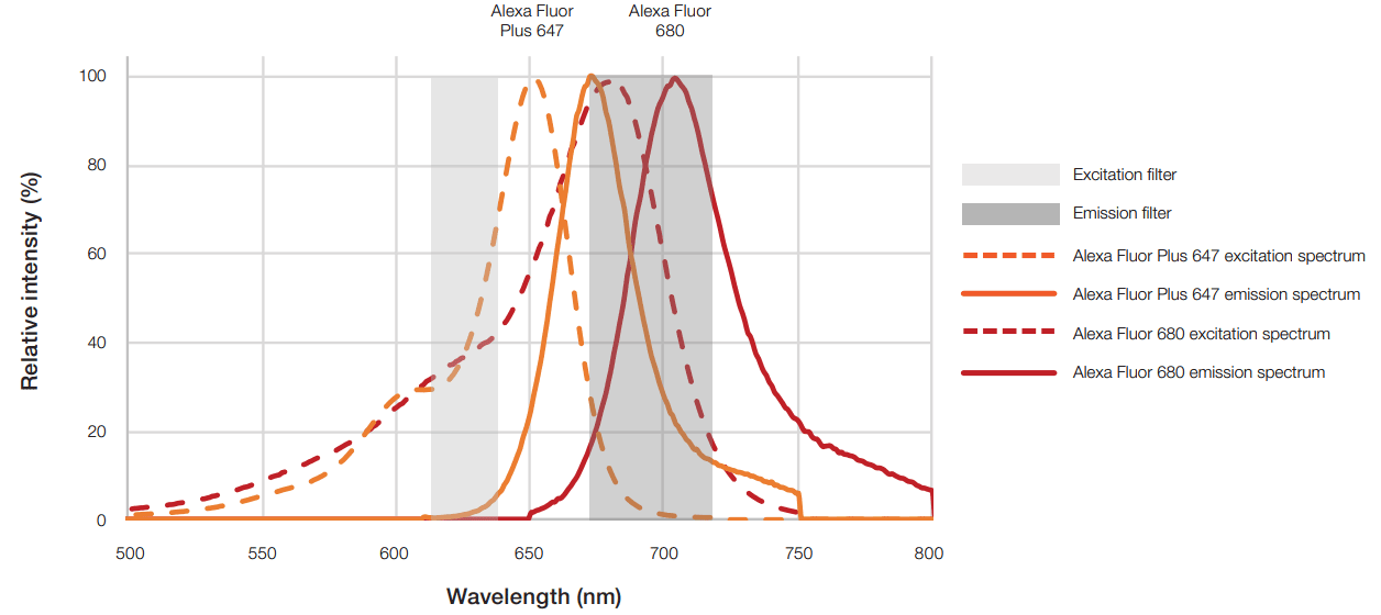 Fluorescent Western Blotting | Thermo Fisher Scientific - CN