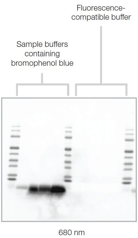 Fluorescent Western Blotting | Thermo Fisher Scientific - CN
