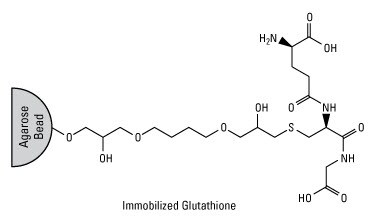 GST-tagged Proteins–Production and Purification | Thermo Fisher ...