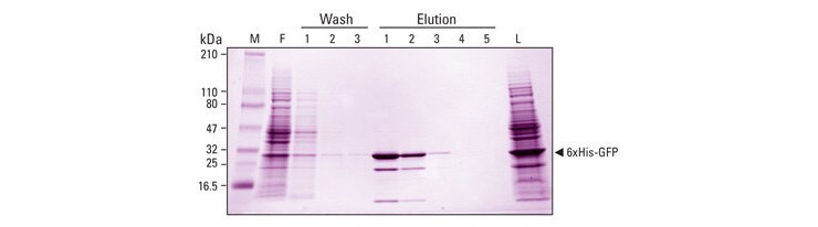 His-tagged Proteins–Production and Purification | Thermo Fisher ...