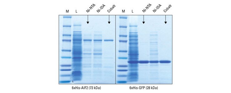 His-tagged Proteins–Production and Purification | Thermo Fisher ...