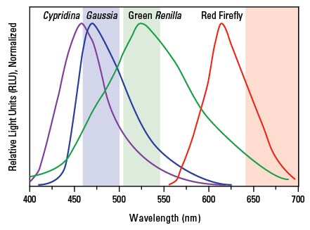Luciferase Reporters | Thermo Fisher Scientific - CN