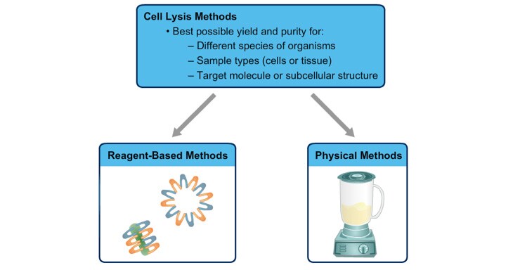 Overview of Cell Lysis and Protein Extraction | Thermo Fisher ...