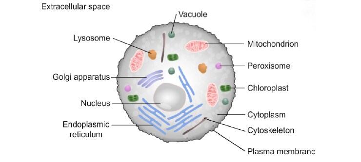 Overview of Cell Lysis and Protein Extraction | Thermo Fisher ...