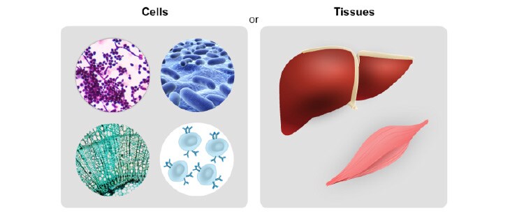 Overview of Cell Lysis and Protein Extraction | Thermo Fisher ...