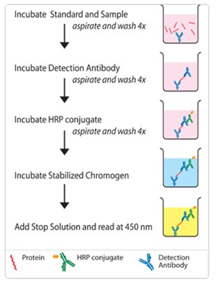 ELISA Development and Optimization | Thermo Fisher Scientific - CN