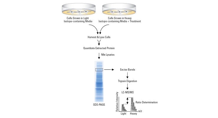 Overview of Mass Spectrometry | Thermo Fisher Scientific - CN