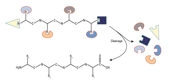 Peptide Synthesis | Thermo Fisher Scientific - CN