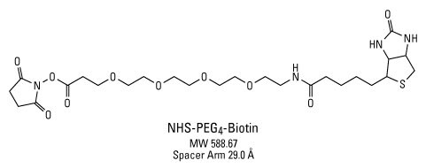 Polyethylene Glycol (PEG) and Pegylation of Proteins | Thermo Fisher ...