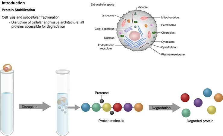 Overview of Protease and Phosphatase Inhibition for Protein Preparation ...