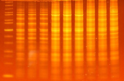 Protein Gel Staining Methods | Thermo Fisher Scientific - CN