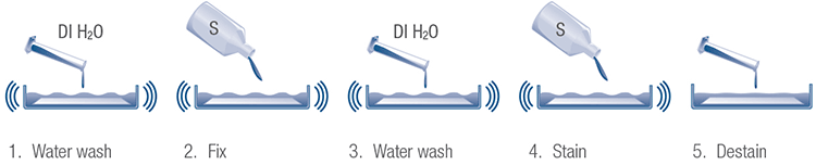 Protein Gel Staining Methods | Thermo Fisher Scientific - CN
