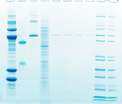 Protein Gel Staining Methods | Thermo Fisher Scientific - CN