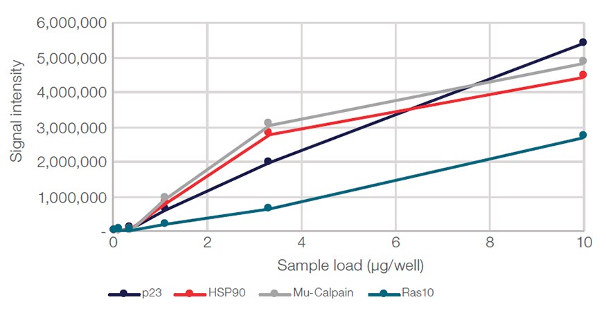 Quantitative Western Blot Analysis | Thermo Fisher Scientific - CN