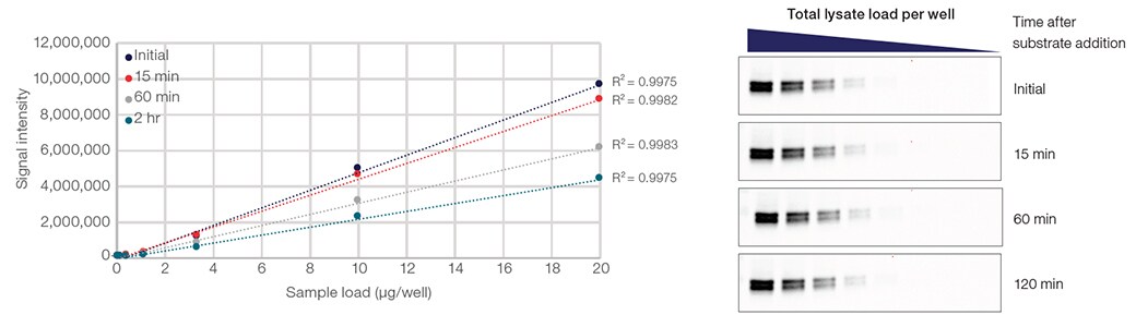Quantitative Western Blot Analysis | Thermo Fisher Scientific - CN