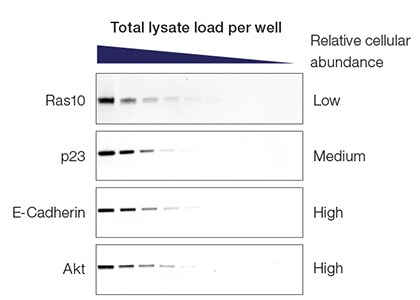 Quantitative Western Blot Analysis | Thermo Fisher Scientific - CN