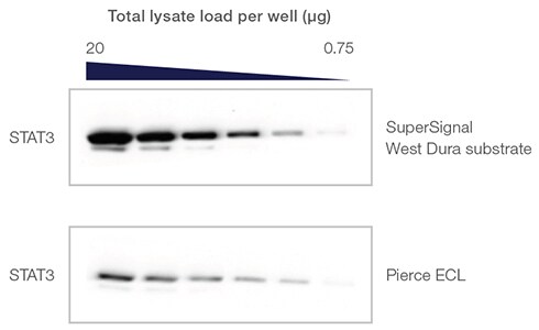 Quantitative Western Blot Analysis | Thermo Fisher Scientific - CN