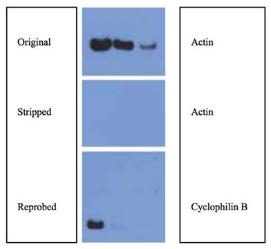 Stripping and Reprobing Western Blots | Thermo Fisher Scientific - CN