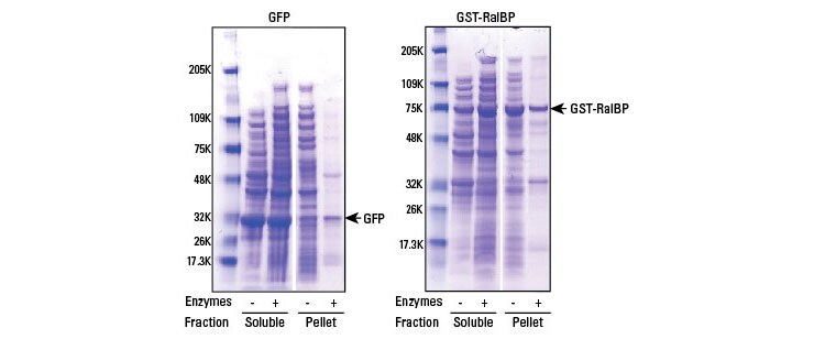 Traditional Methods of Cell Lysis | Thermo Fisher Scientific - CN