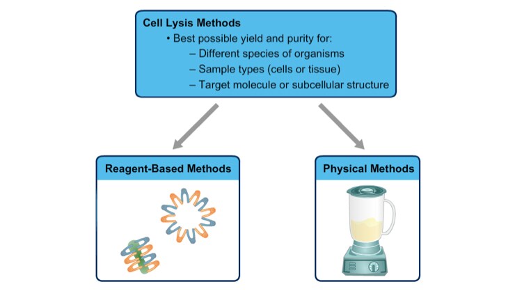 Traditional Methods of Cell Lysis | Thermo Fisher Scientific - CN