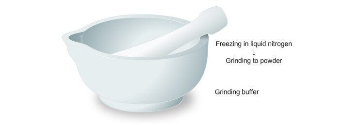 Traditional Methods of Cell Lysis | Thermo Fisher Scientific - CN