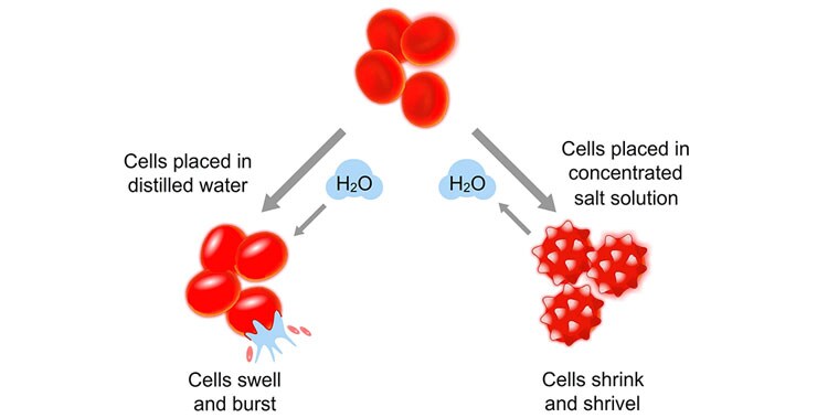 Traditional Methods of Cell Lysis | Thermo Fisher Scientific - CN