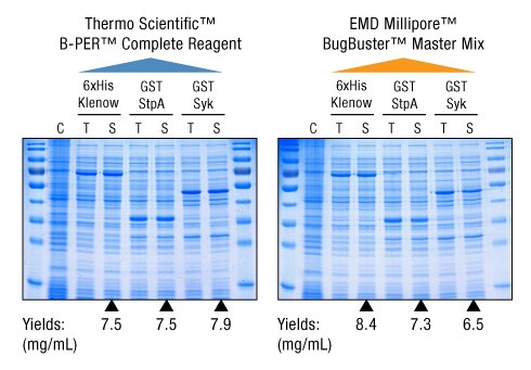 Improved, All-in-one B-PER Reagent for Bacterial Protein Extraction ...