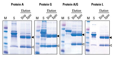 Antibody Purification Column Formats | Thermo Fisher Scientific - CN