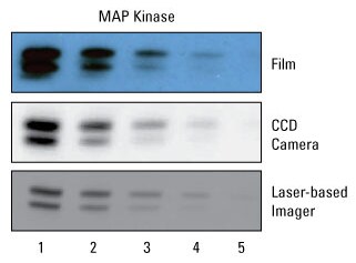 Pierce ECL Plus Western Blotting Substrate | Thermo Fisher Scientific - CN