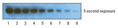Pierce ECL Plus Western Blotting Substrate | Thermo Fisher Scientific - CN